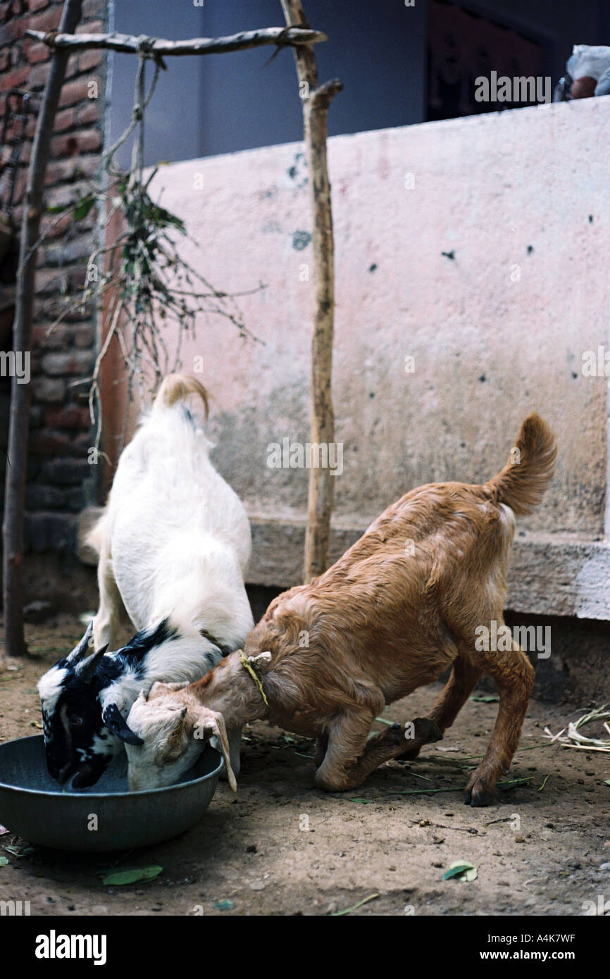 Indian farm animals Banque de photographies et d’images à haute ...