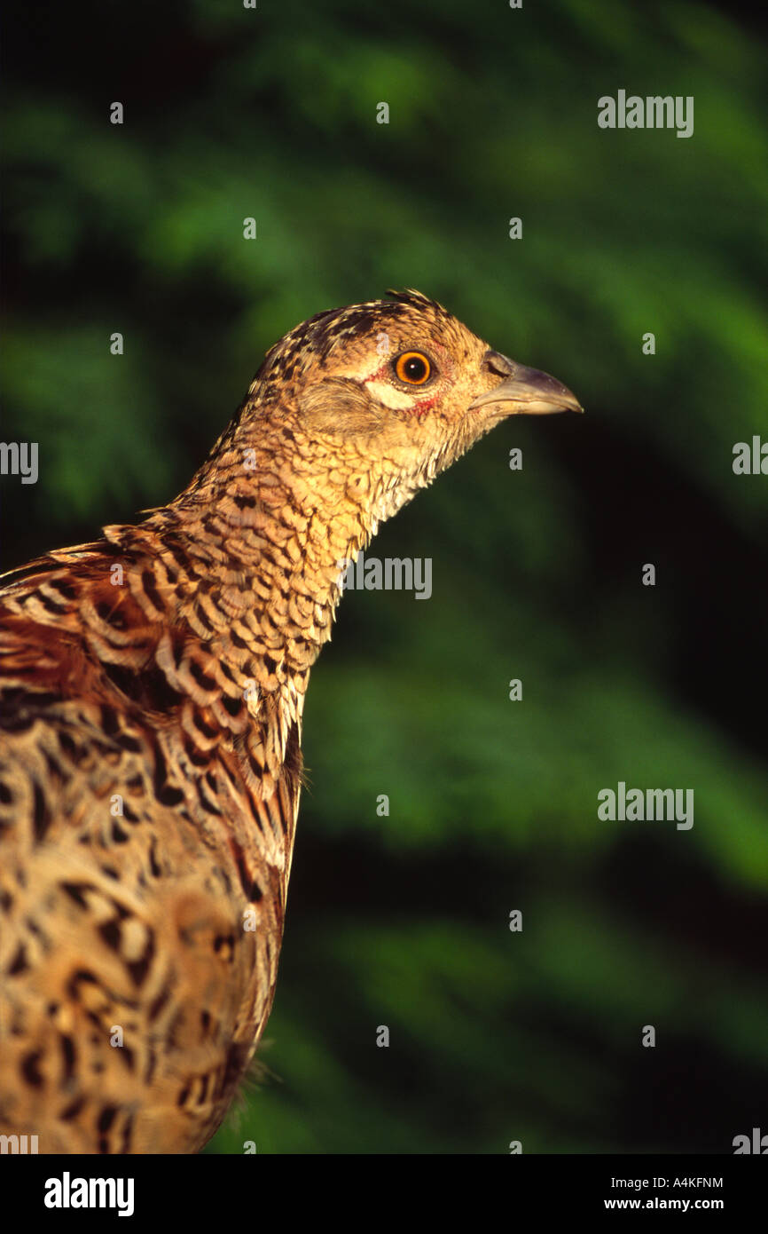 Faisan doré femelle Banque de photographies et d’images à haute ...