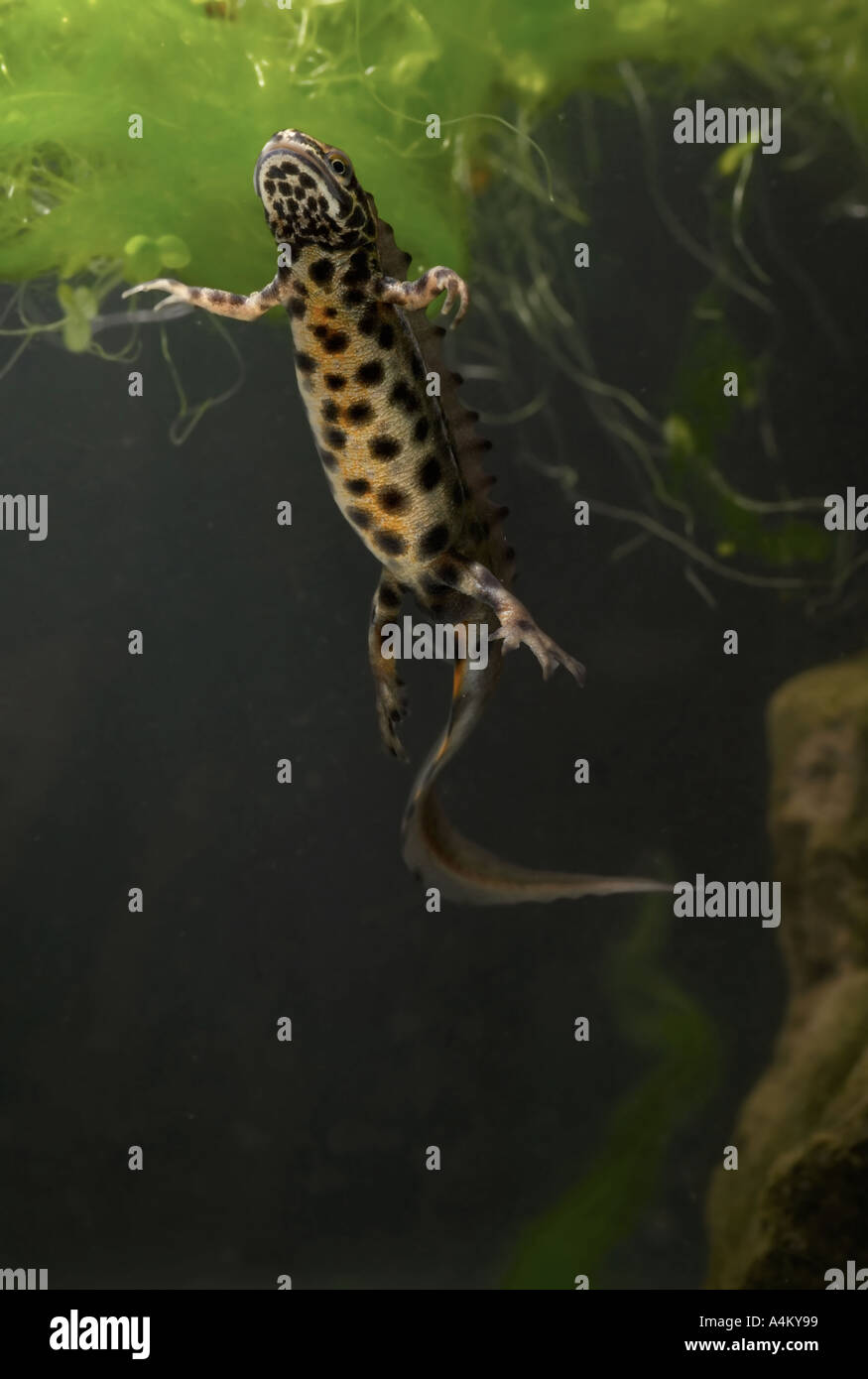 British newt Banque de photographies et d’images à haute résolution - Alamy
