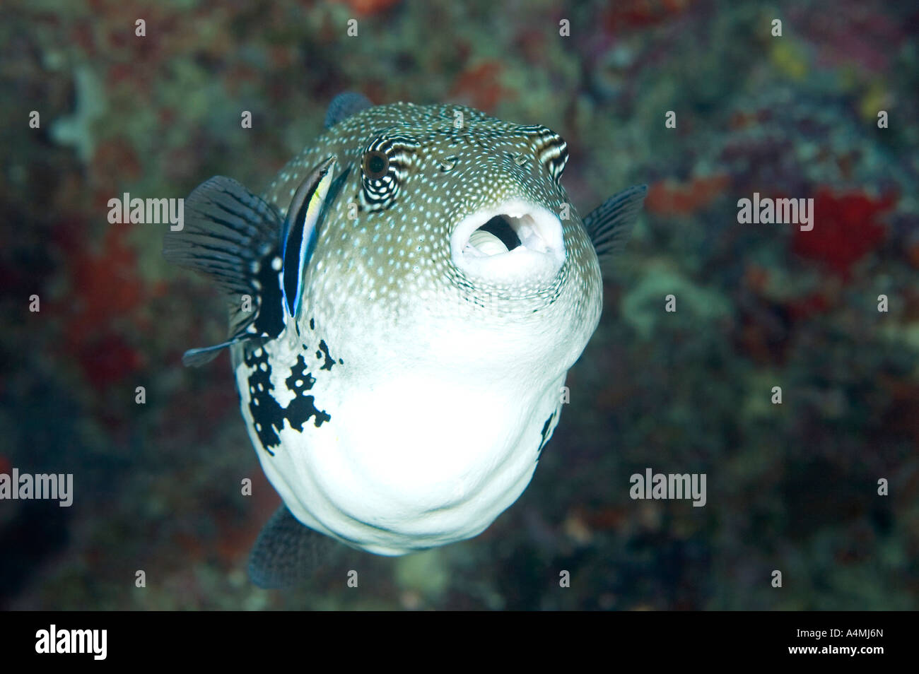 Le poisson-globe, Arothron mappa nettoyées par une strie bleue Cleaner ...