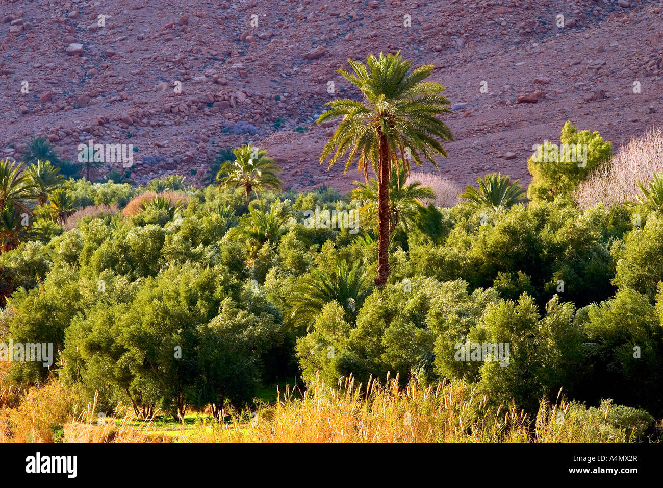 Oasis in ziz valley morocco Banque de photographies et d’images à haute ...