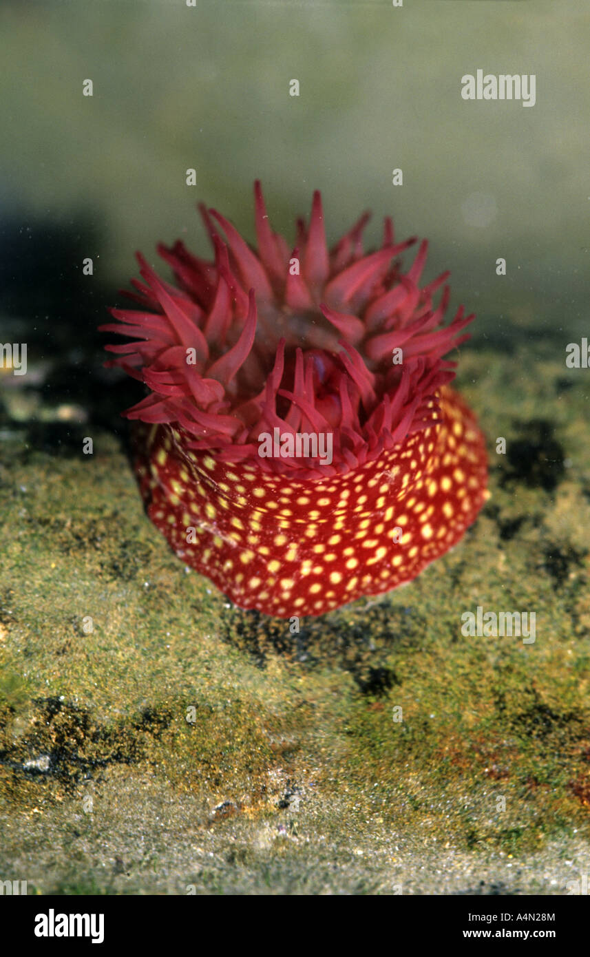Actinia fragacea anémone fraise dans une piscine dans les rochers Photo ...