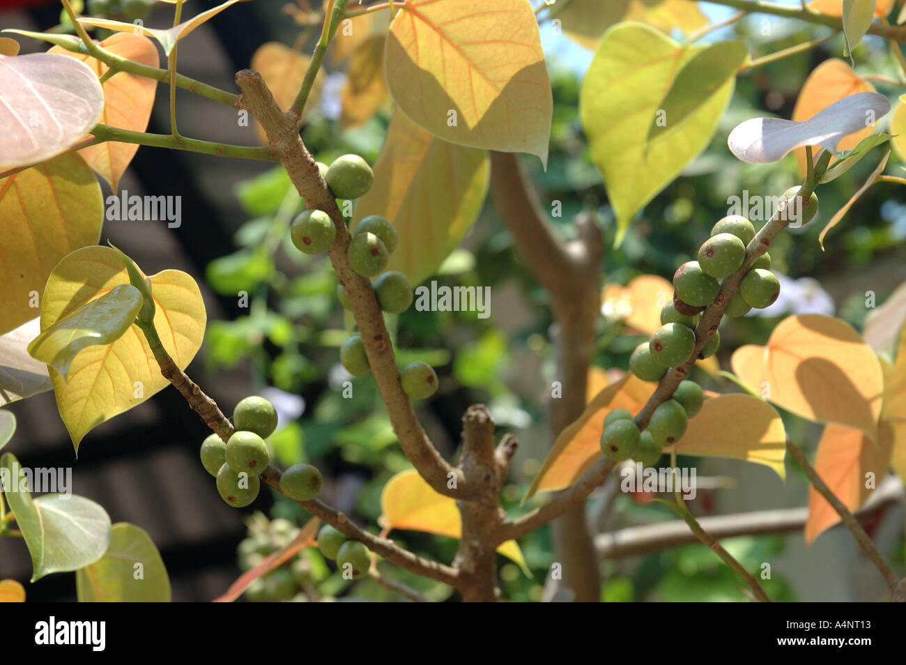 Fruits bodi Banque de photographies et d’images à haute résolution - Alamy
