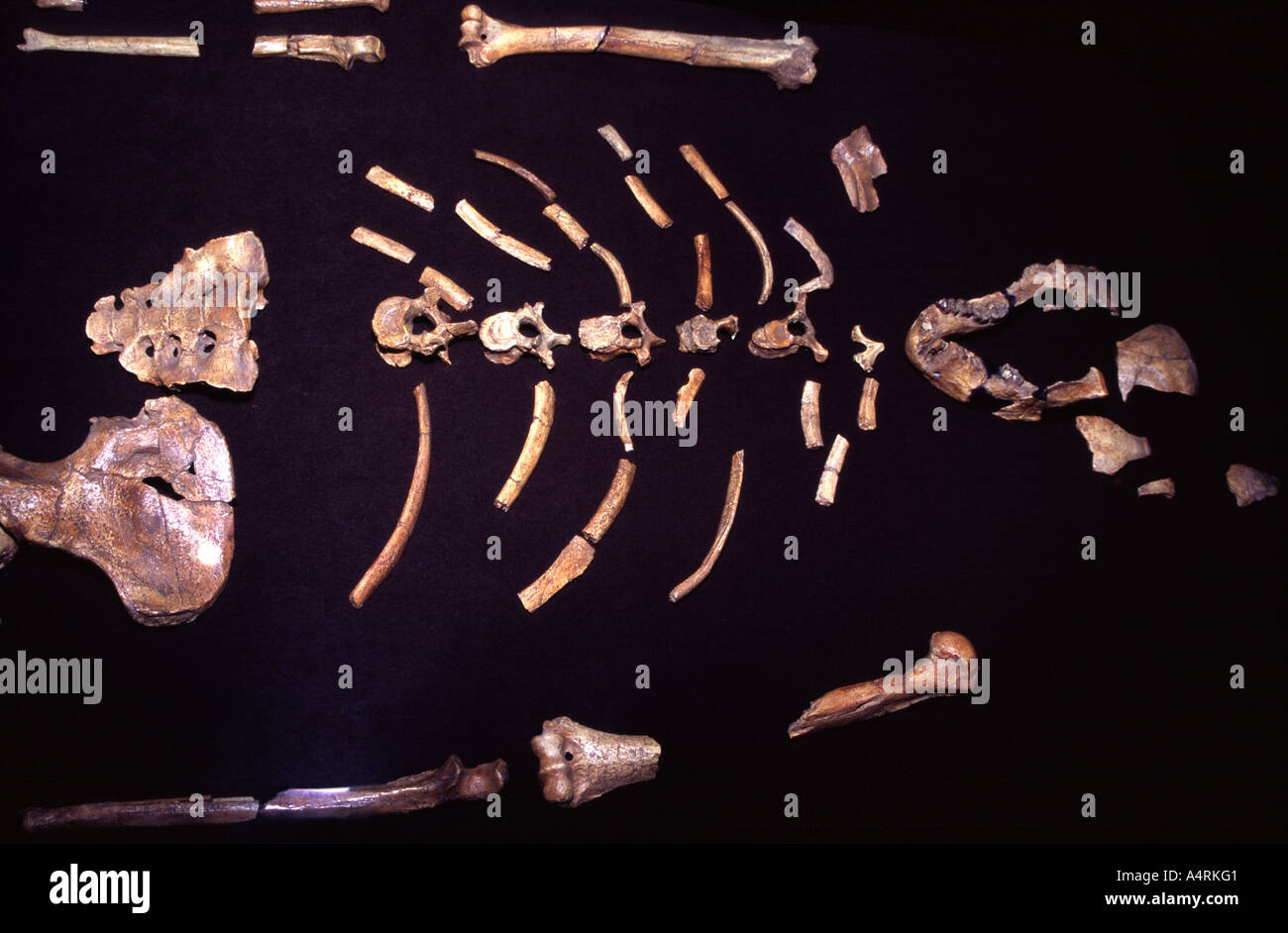 Lucy squelette ethiopie Banque de photographies et d’images à haute ...