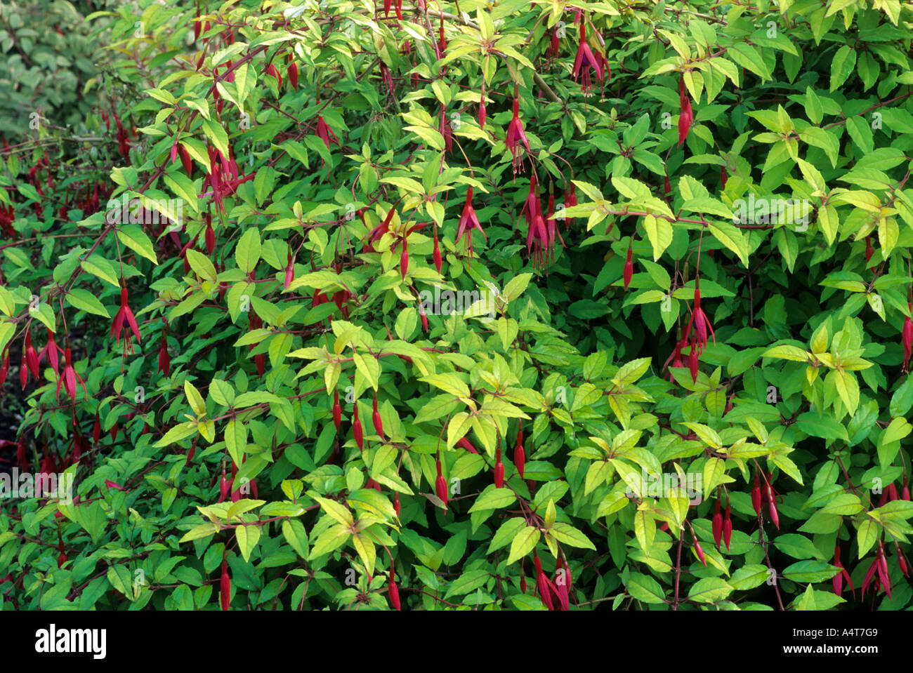 Fuchsia magellanica gracilis aurea Banque de photographies et d’images ...