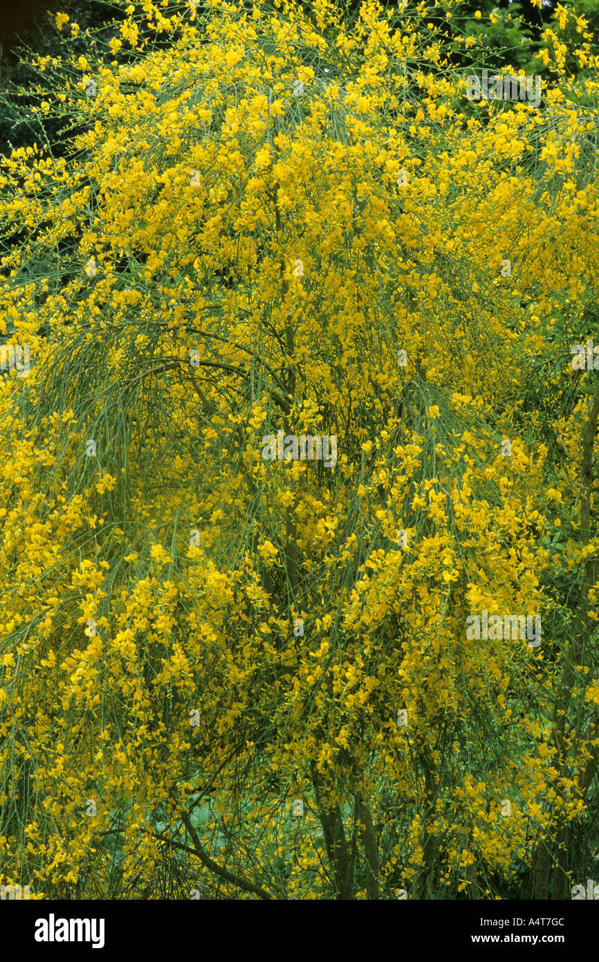 Genista aetnensis Banque de photographies et d’images à haute ...