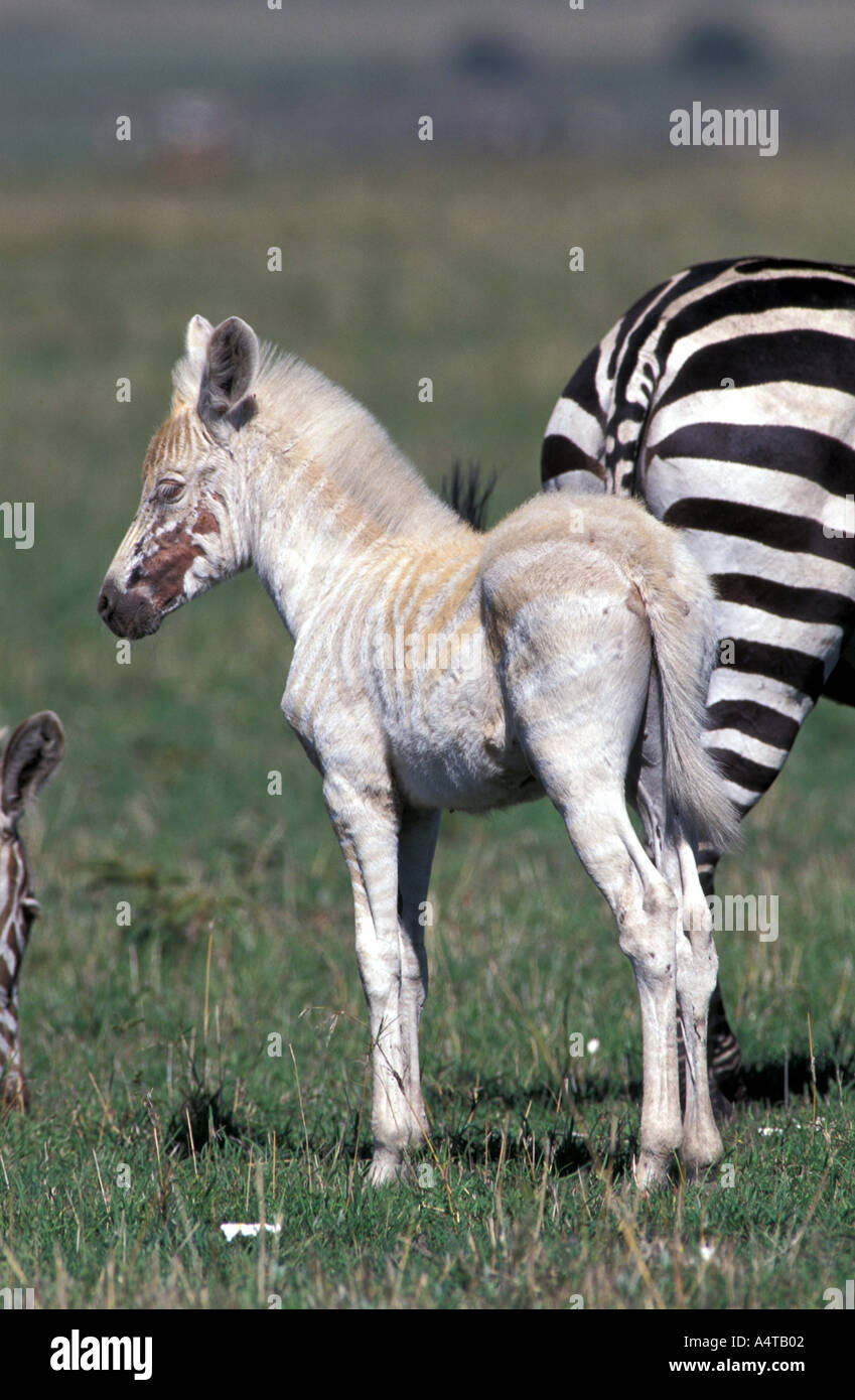 Mammal albino zebra Banque de photographies et d’images à haute ...