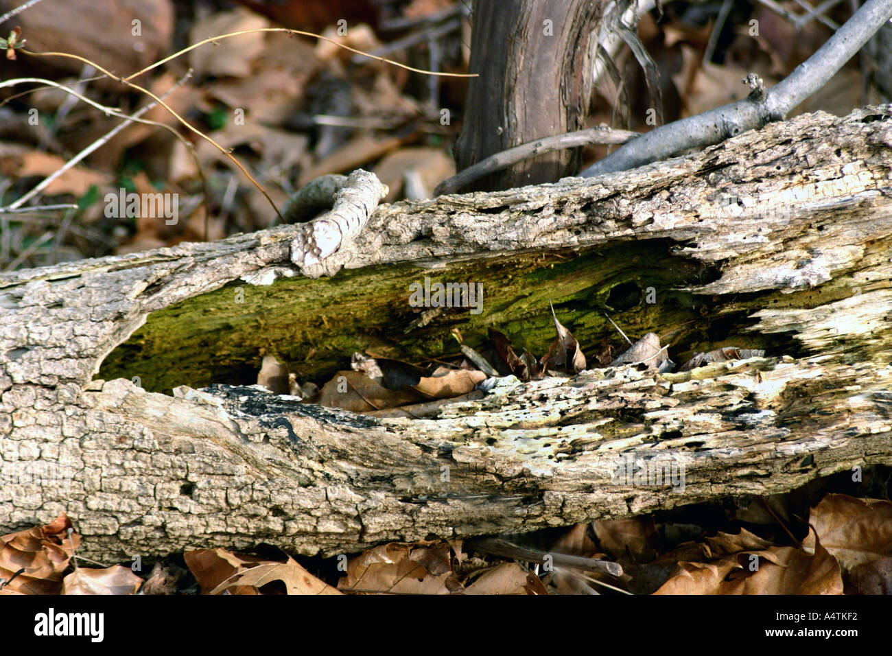 Rotten log Banque de photographies et d’images à haute résolution - Alamy