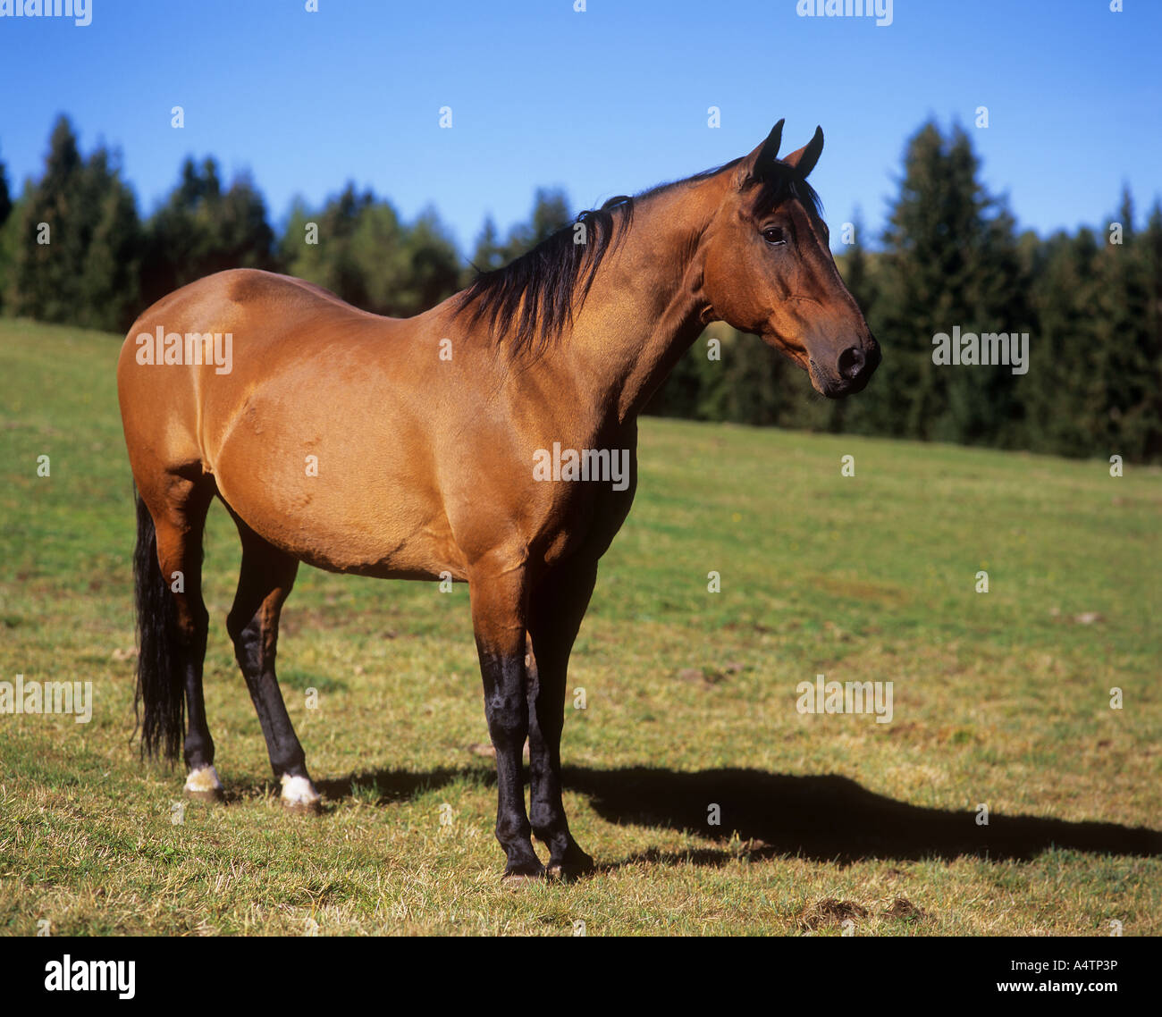Cheval calabrais Banque de photographies et d’images à haute résolution ...