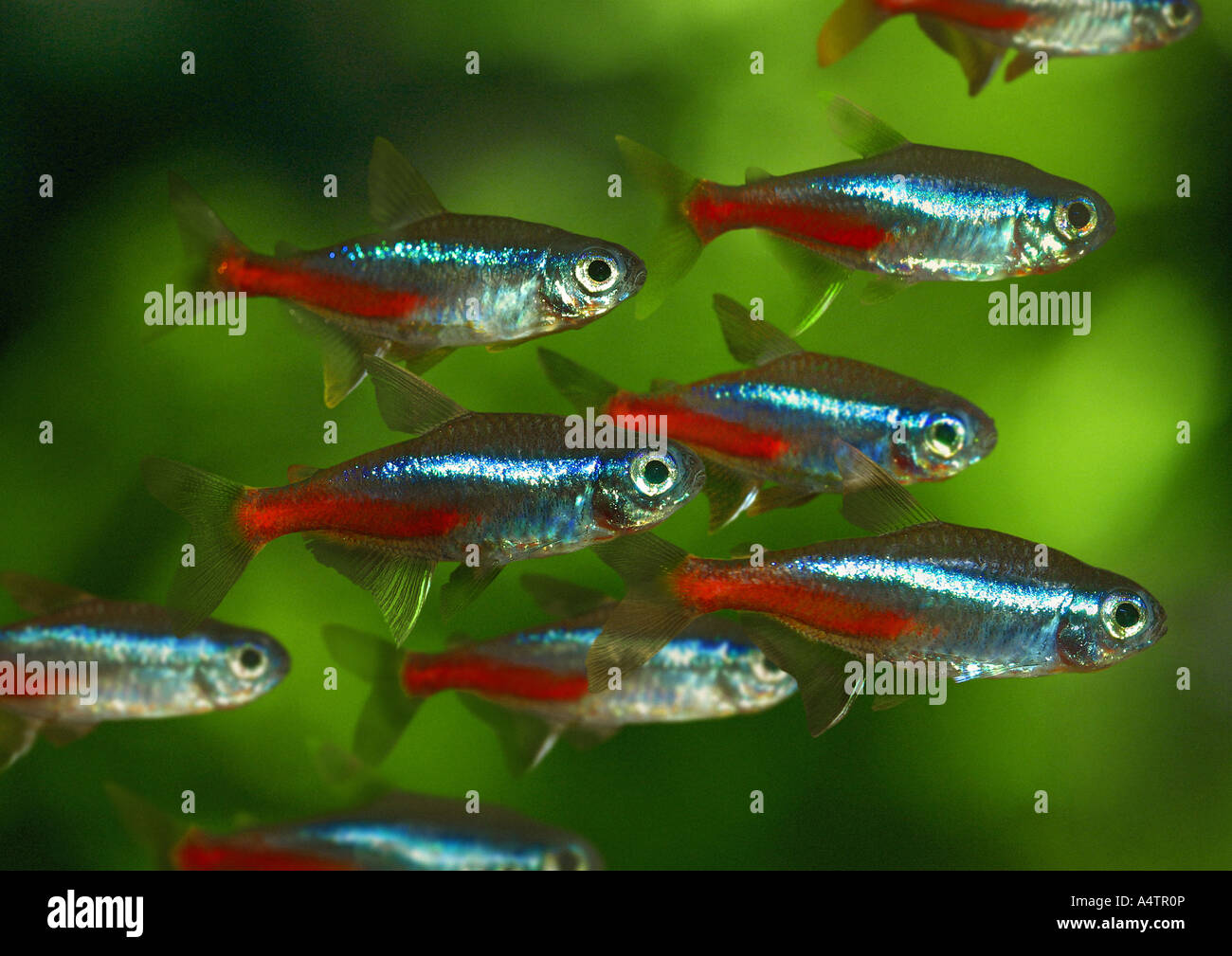 Neon tetra Banque de photographies et d’images à haute résolution - Alamy