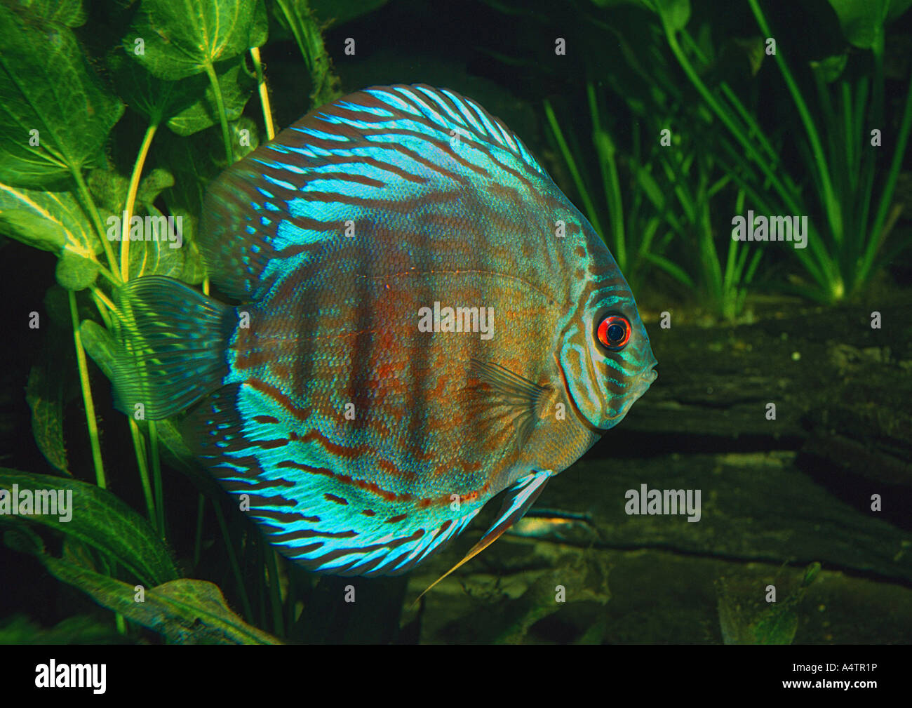 Blue discus symphysodon aequifasciatus Banque de photographies et d ...