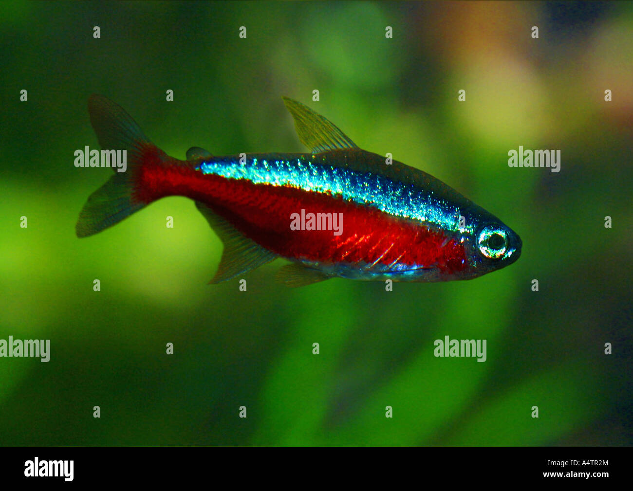 Cardinal tetra paracheirodon axelrodi Banque de photographies et d ...