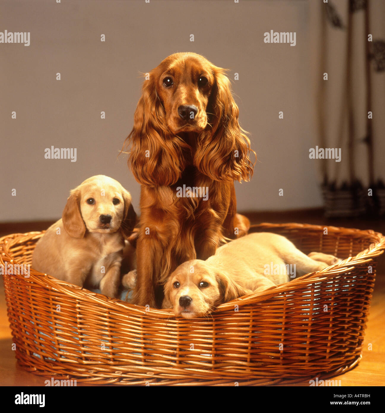 Cocker Spaniel Puppies Banque d'image et photos - Alamy