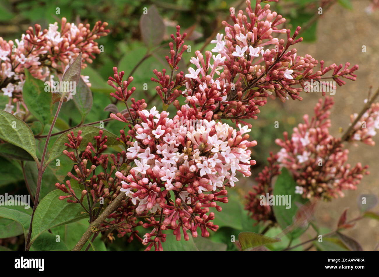 Syringa microphylla superba Banque de photographies et d’images à haute ...