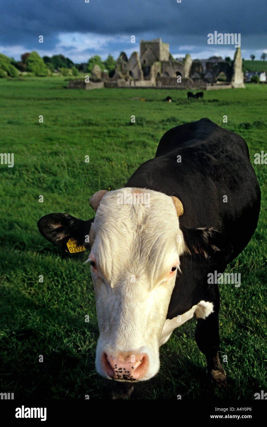Une vache noire Banque de photographies et d’images à haute résolution ...