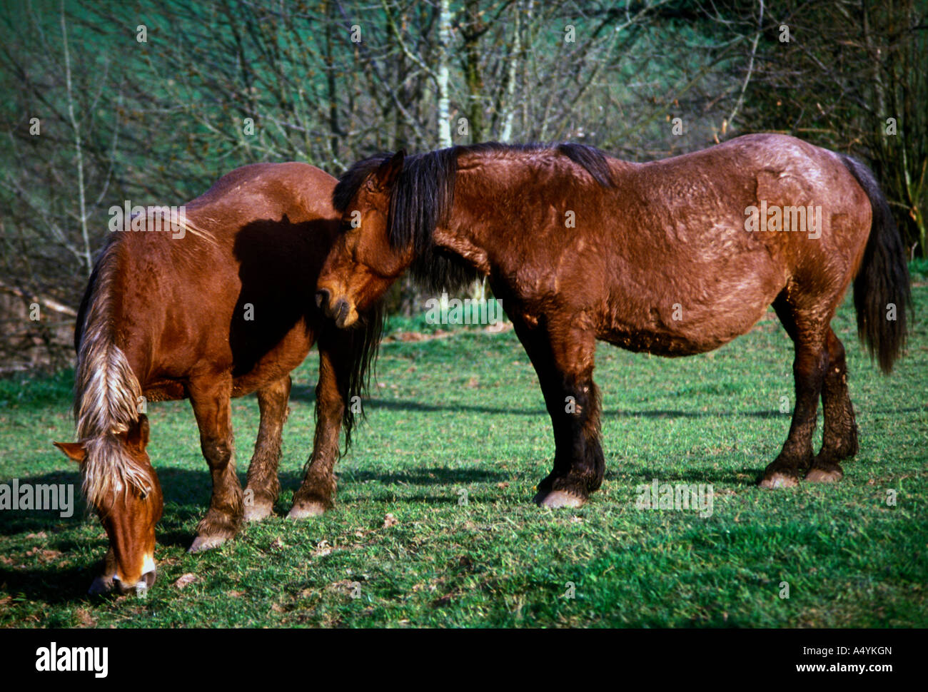Pottok horse Banque de photographies et d’images à haute résolution - Alamy