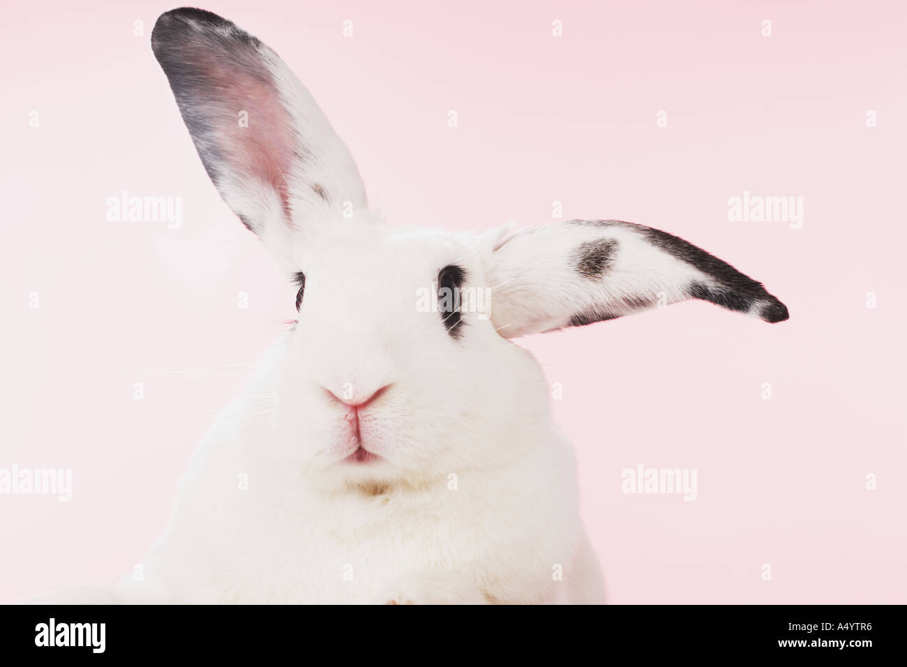 Anatomie lapin Banque de photographies et d’images à haute résolution - Alamy