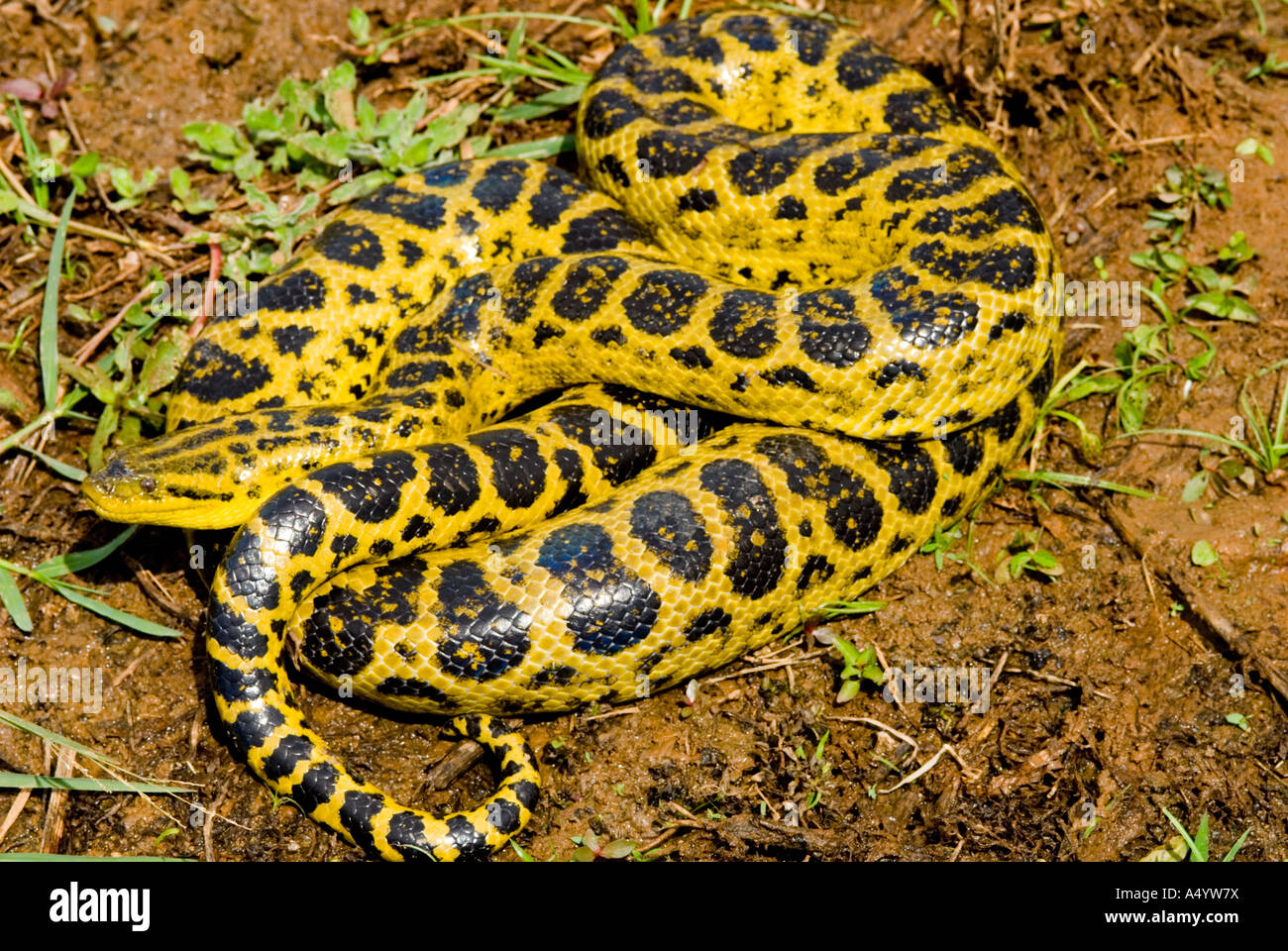 Anaconda jaune Banque de photographies et d’images à haute résolution ...