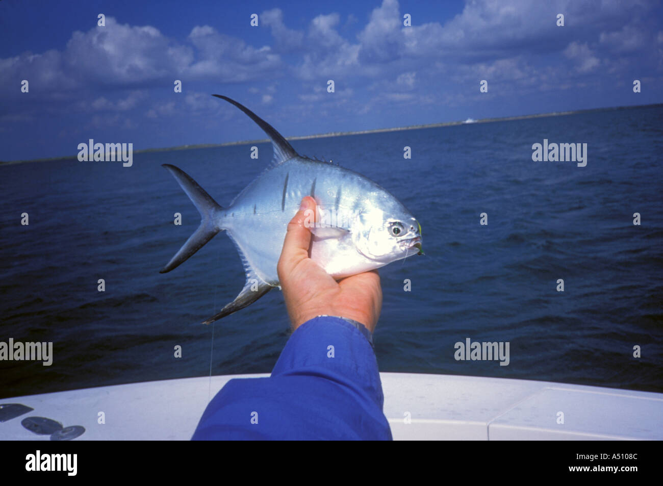 Palometa fish Banque de photographies et d’images à haute résolution ...