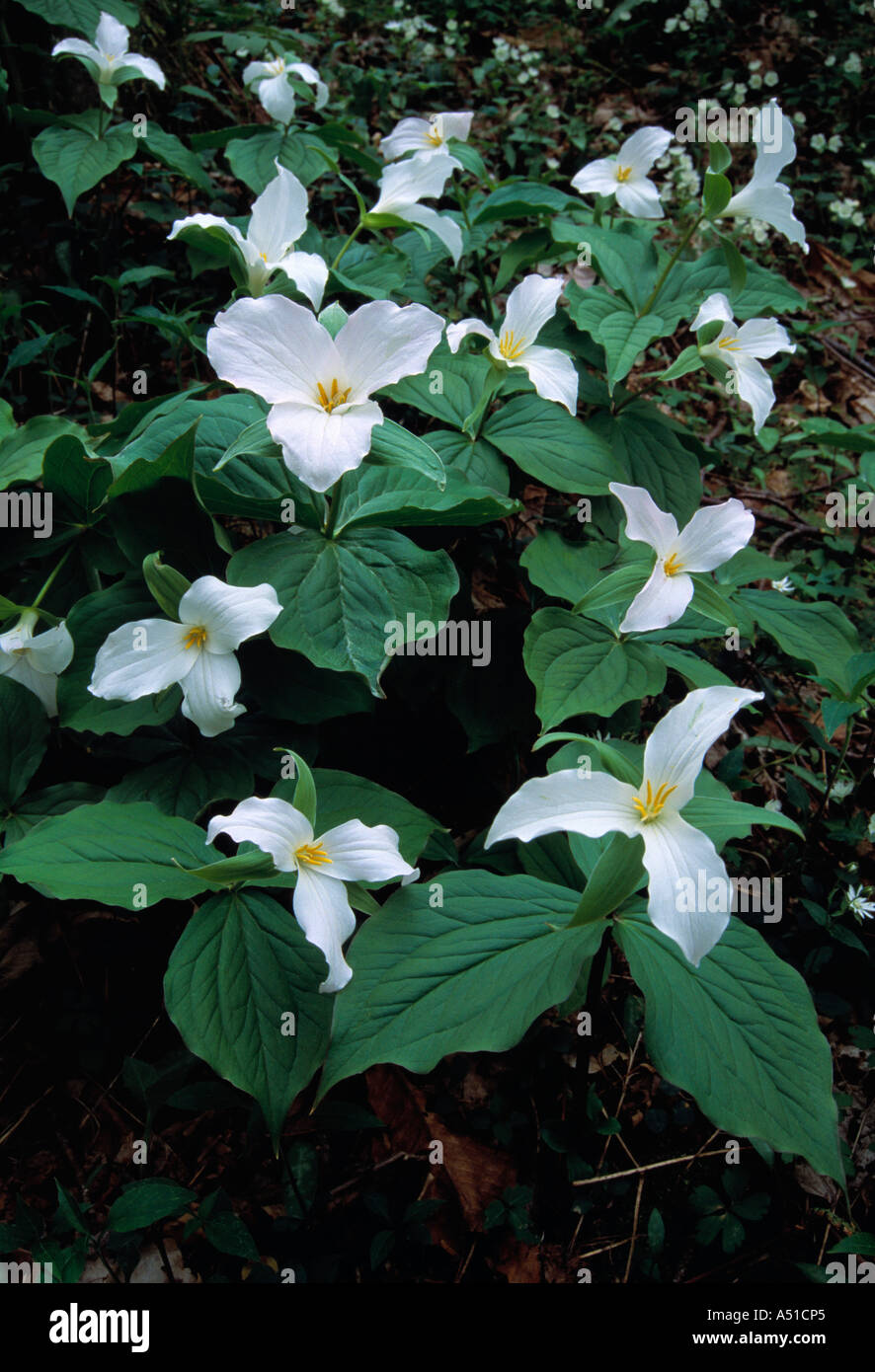 Trilles blancs trillium grandiflorum Banque de photographies et d ...