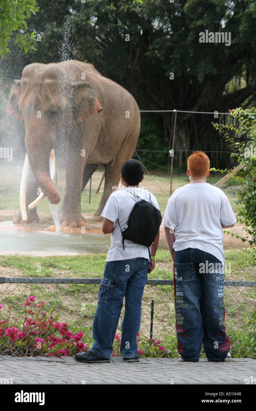 Adolescent elephant Banque de photographies et d’images à haute ...
