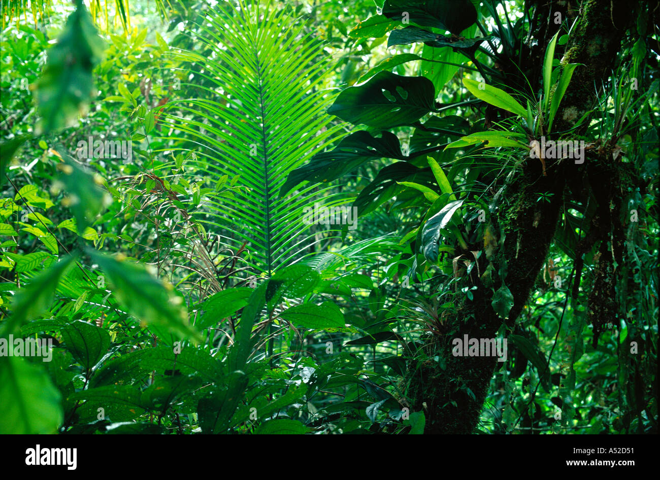 Forêt tropicale atlantique dans la chaîne de montagnes de Serra do Mar ...