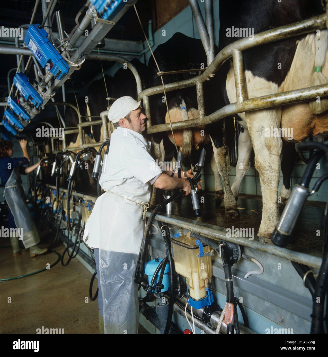 Fermière traite des vaches Banque de photographies et d’images à haute ...