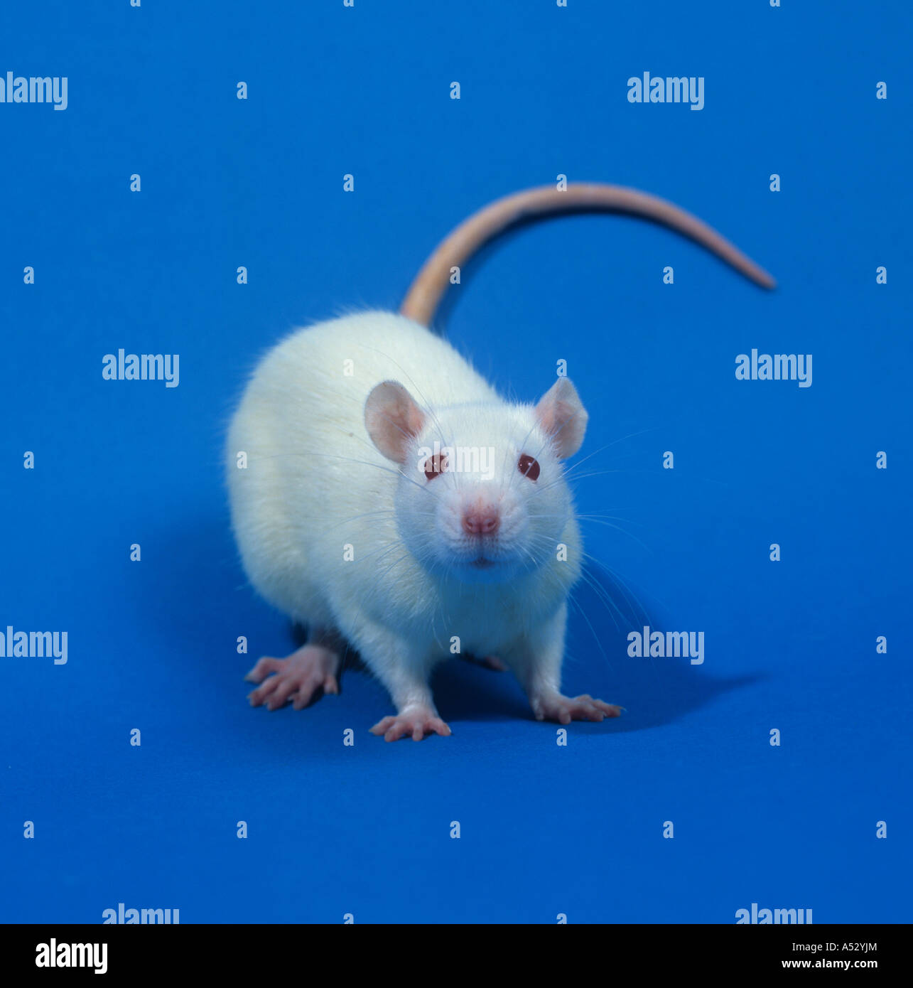 Rat de laboratoire Banque de photographies et d’images à haute ...