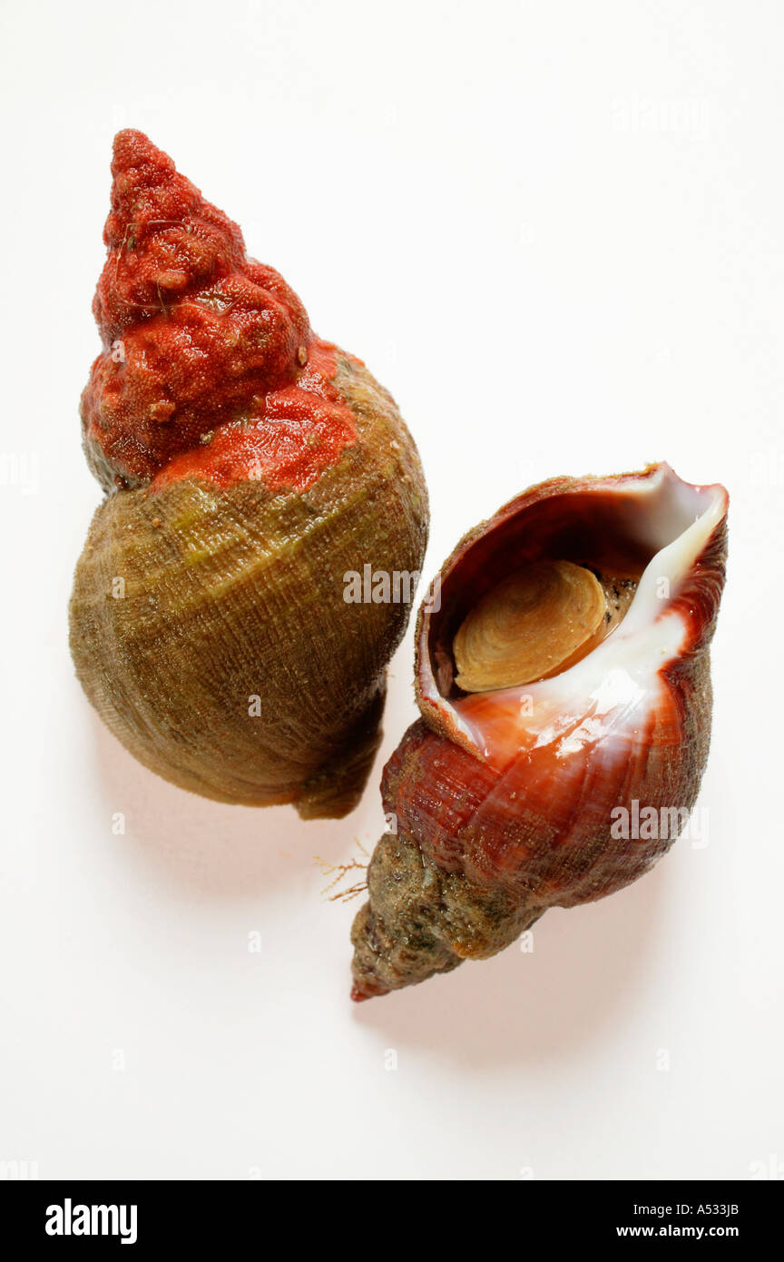 Escargot de mer escargots de mer Banque de photographies et d’images à ...