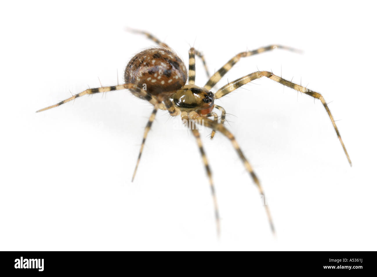 Un Labulla thoracica araignée, famille des Amphinectidae, sur fond ...