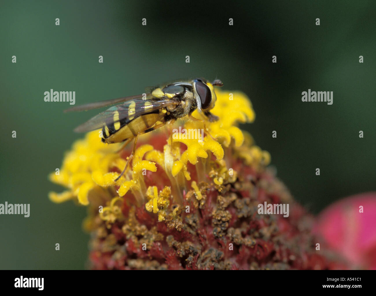 Syrphus ribesii syrphidae diptera Banque de photographies et d’images à ...