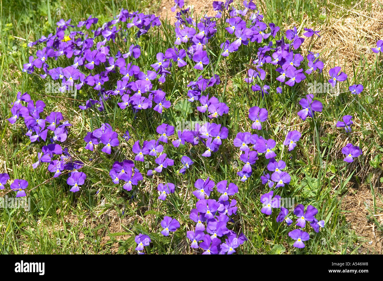 Viola calcarata Banque de photographies et d’images à haute résolution ...