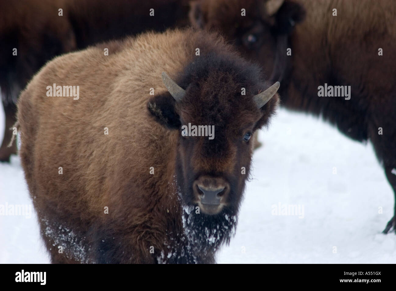 Bison buffalo staring Banque de photographies et d’images à haute ...