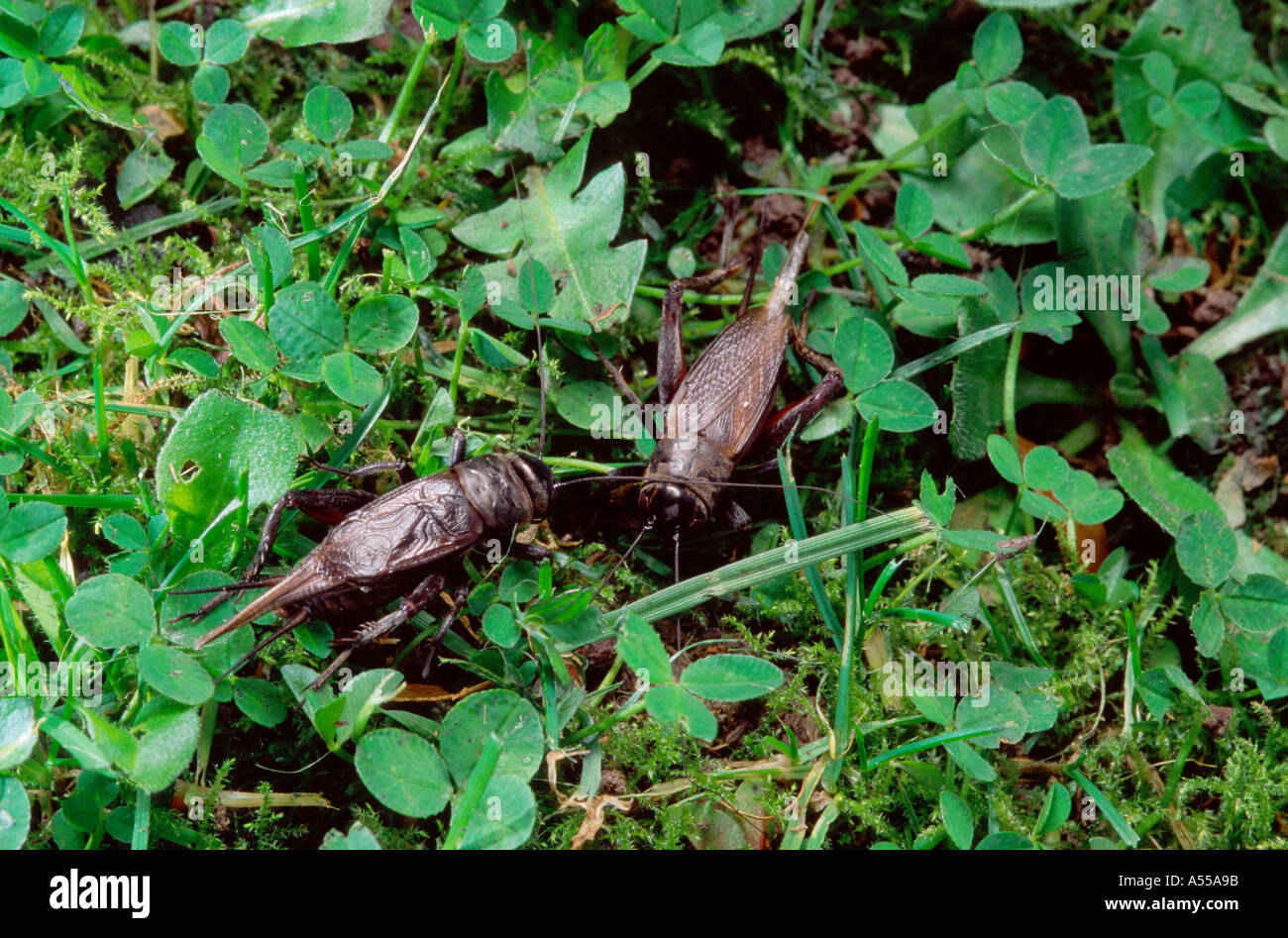 Grillons noirs Banque de photographies et d’images à haute résolution ...