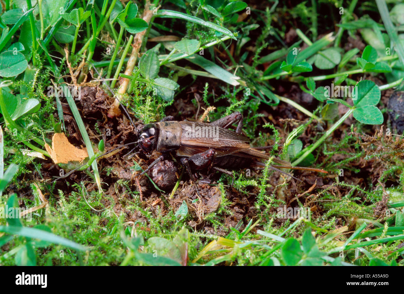 Gazon australien Banque de photographies et d’images à haute résolution ...