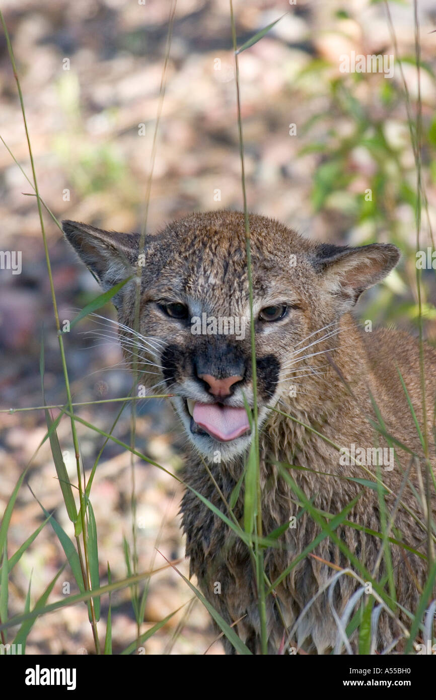 Puma eating Banque de photographies et d’images à haute résolution - Alamy