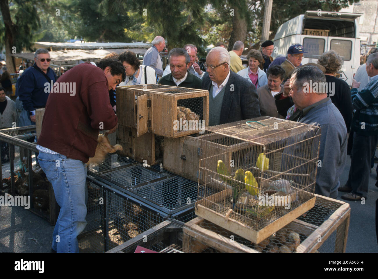Sineu mallorca animal market Banque de photographies et d’images à ...