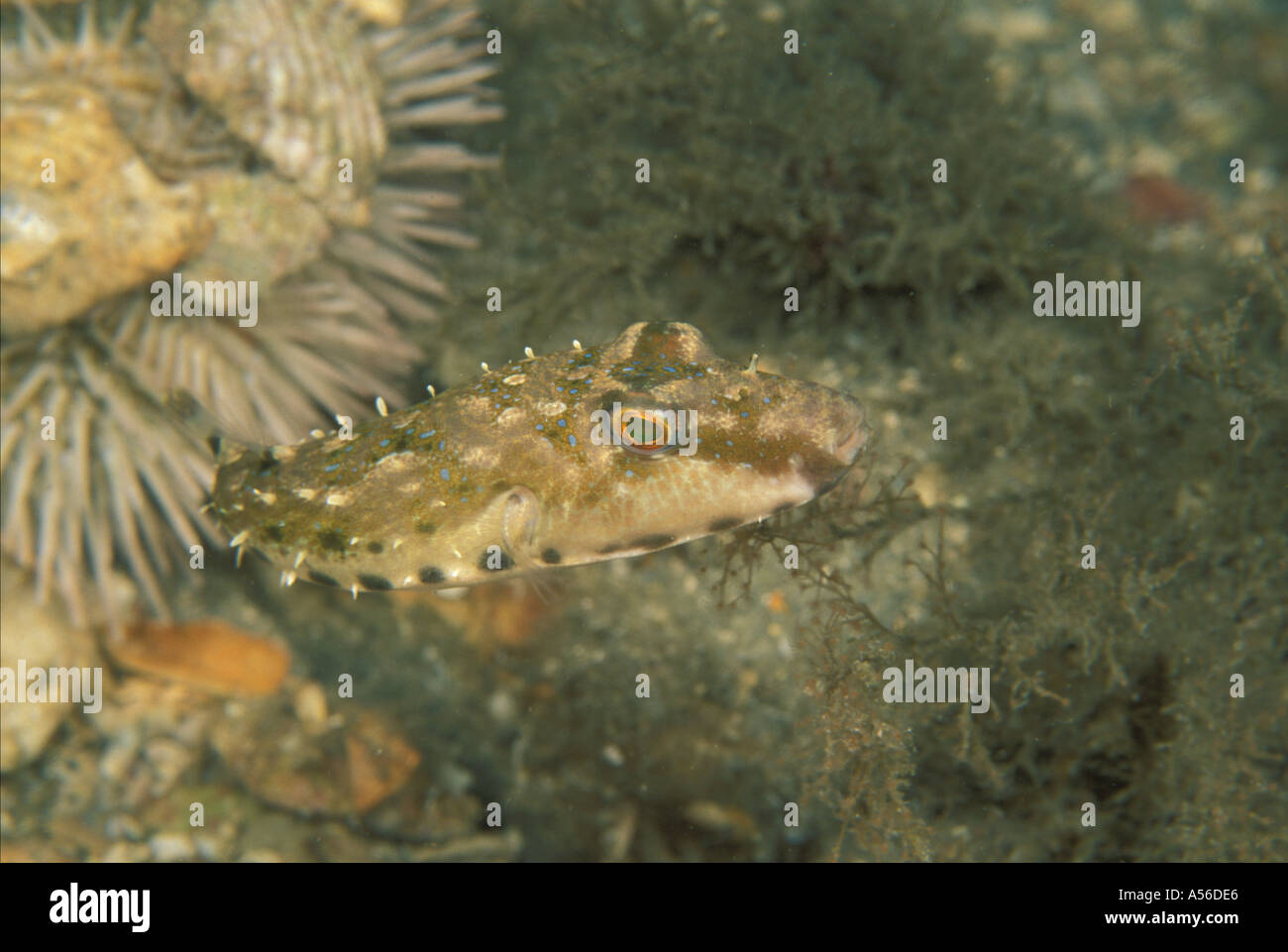 Sphoeroides Banque de photographies et d’images à haute résolution - Alamy