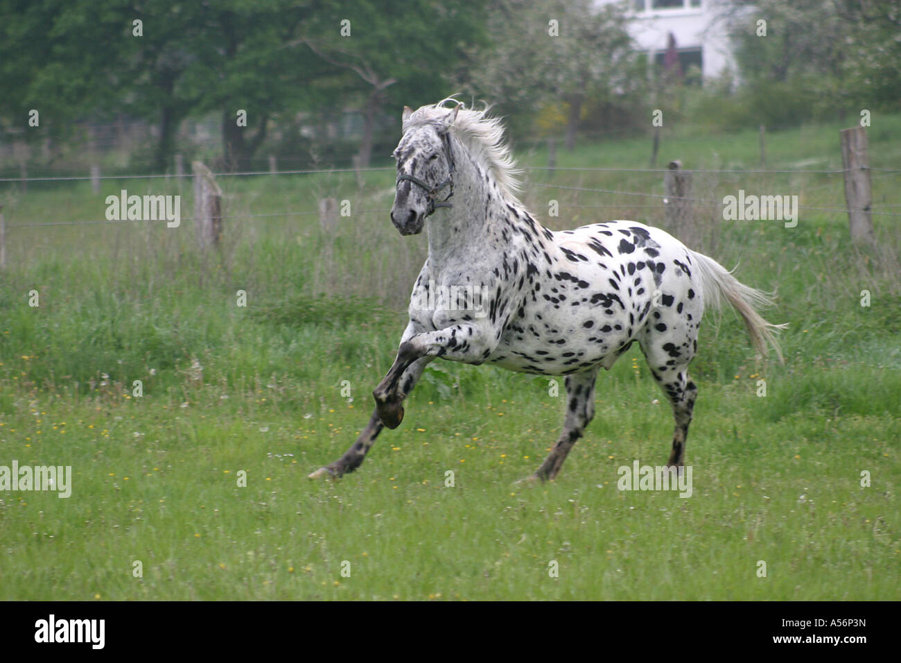 Knabstrupper horse Banque de photographies et d’images à haute ...