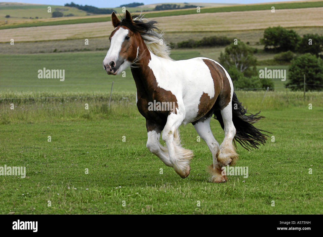 Tinker pferd Banque de photographies et d’images à haute résolution - Alamy