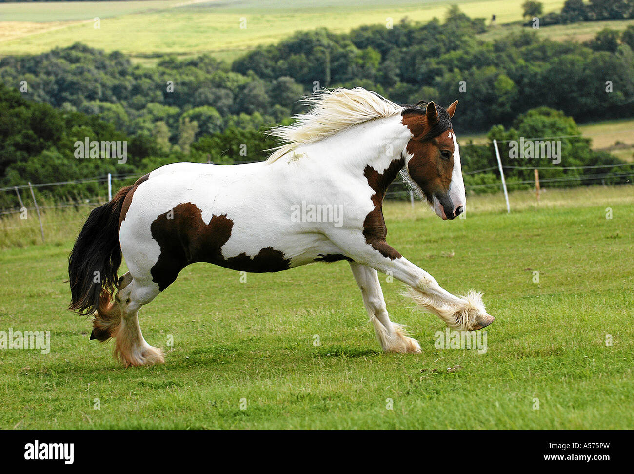 Irish tinker pferde Banque de photographies et d’images à haute ...