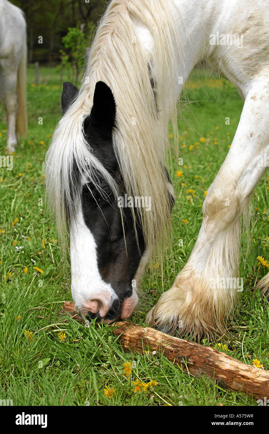Irish tinker pferde Banque de photographies et d’images à haute ...