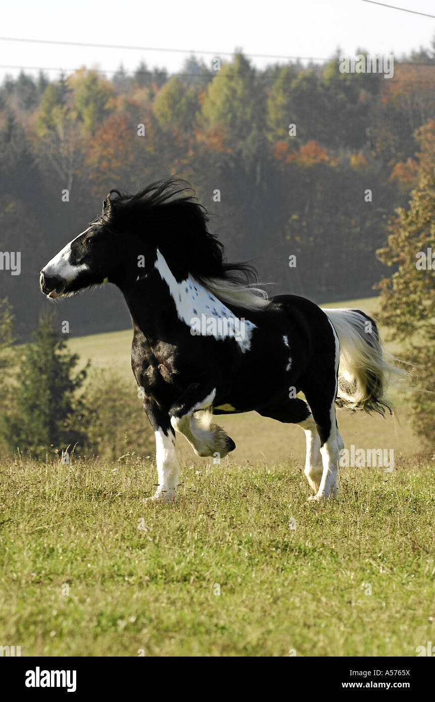 Irish tinker pferde Banque de photographies et d’images à haute ...