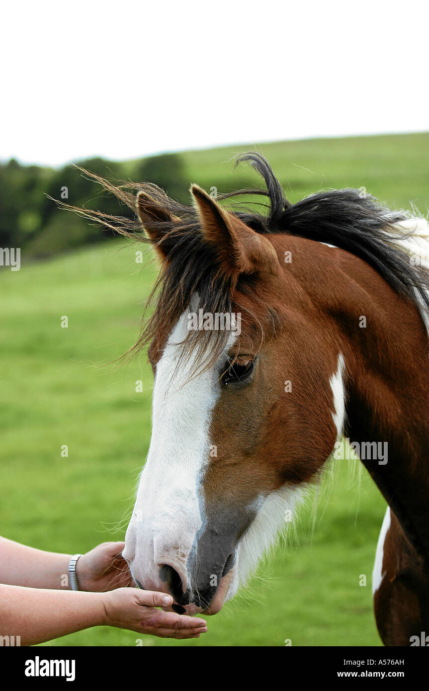 Irish tinker pferde Banque de photographies et d’images à haute ...
