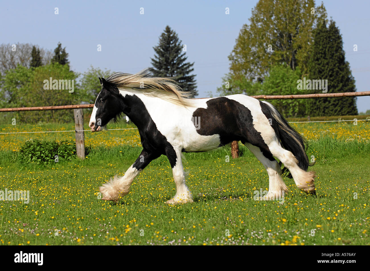 Irish tinker pferde Banque de photographies et d’images à haute ...