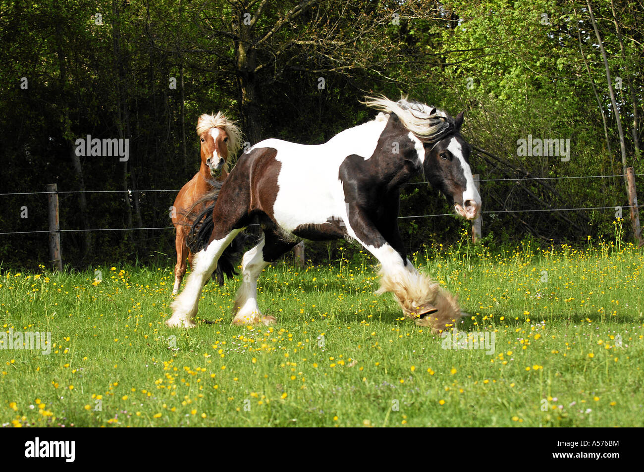 Irish tinker pferde Banque de photographies et d’images à haute ...