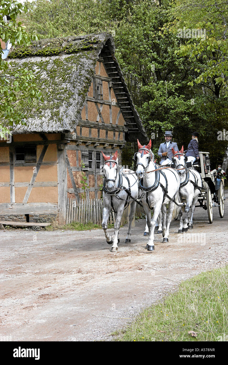 Orlov traber Banque de photographies et d’images à haute résolution - Alamy