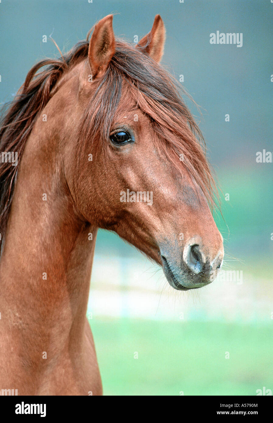Peruvian paso fino horse Banque de photographies et d’images à haute ...