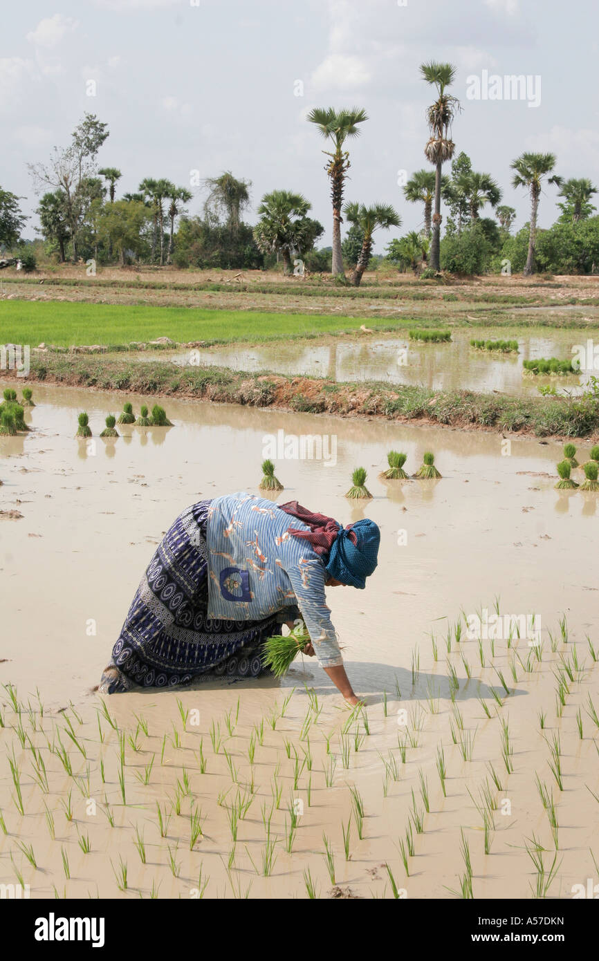 Je Painet2142 Cambodge agriculteurs le repiquage du riz daung village ...