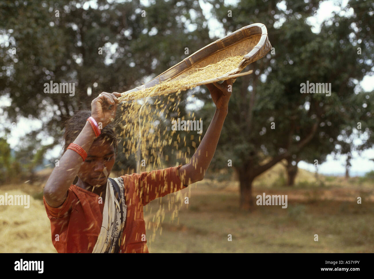 Femme vannant le riz Banque de photographies et d’images à haute ...